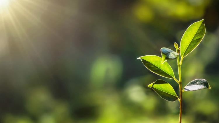 Donation | Planting Hope