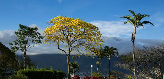 Araguaney / Guayacán Cañaguate | Planting Hope