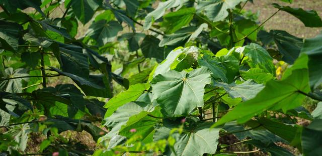 Balsa tree / Balso | Planting Hope