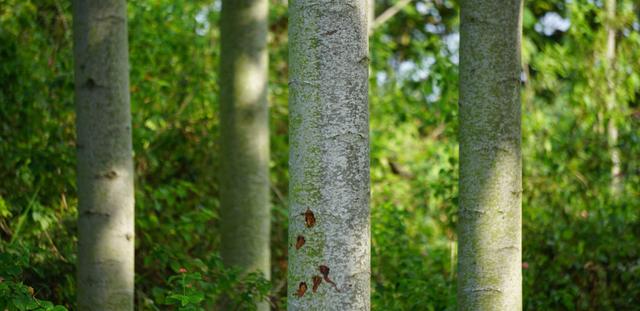 Balsa tree / Balso | Planting Hope
