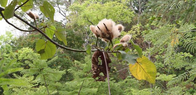 Balsa tree / Balso | Planting Hope