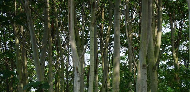 Balsa tree / Balso | Planting Hope