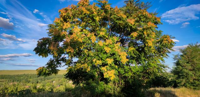 Spanish cedar / Cedro | Planting Hope