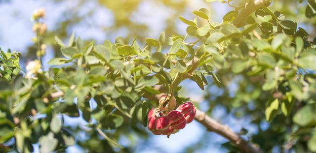 Madras Thorn / Chiminango | Planting Hope