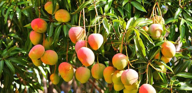 Mango / Mango criollo | Planting Hope
